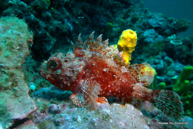 Bilder - Tauchcenter mc-divers