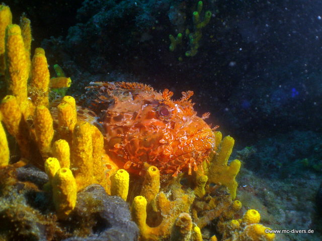 Bilder - Tauchcenter mc-divers