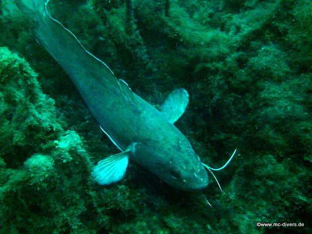 Bilder - Tauchcenter mc-divers