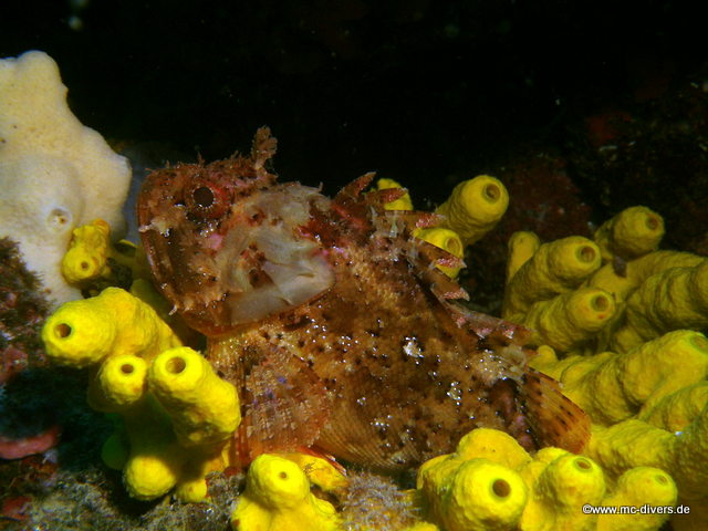 Bilder - Tauchcenter mc-divers